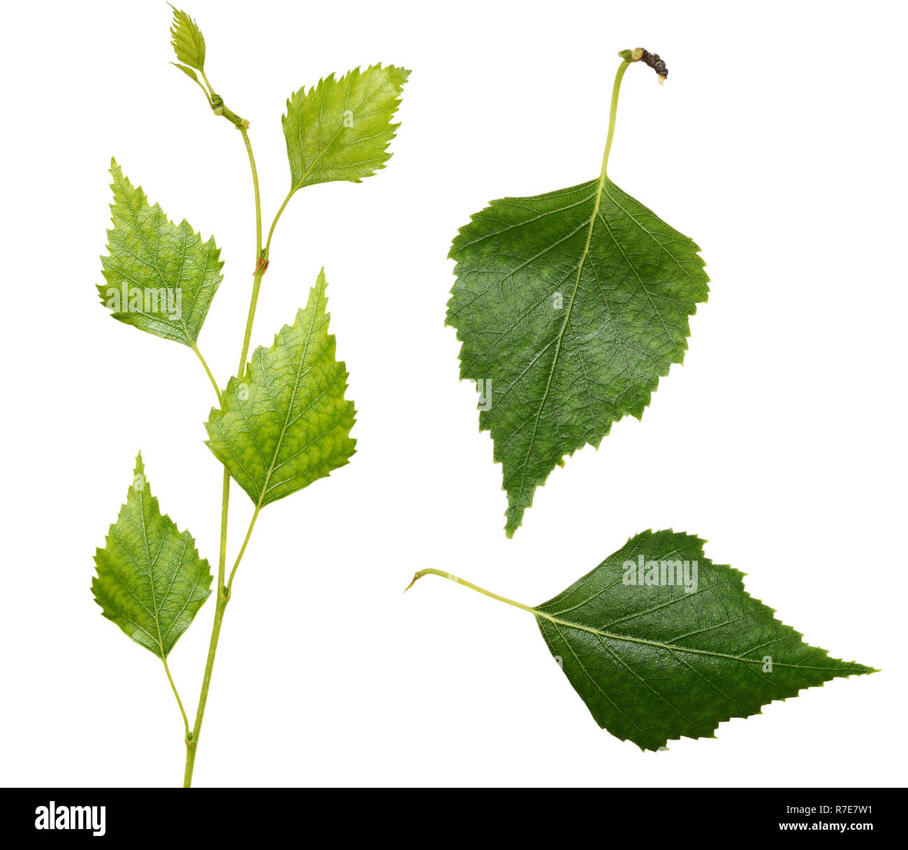 Isolated branch birch leaves hi-res stock photography and images - Alamy