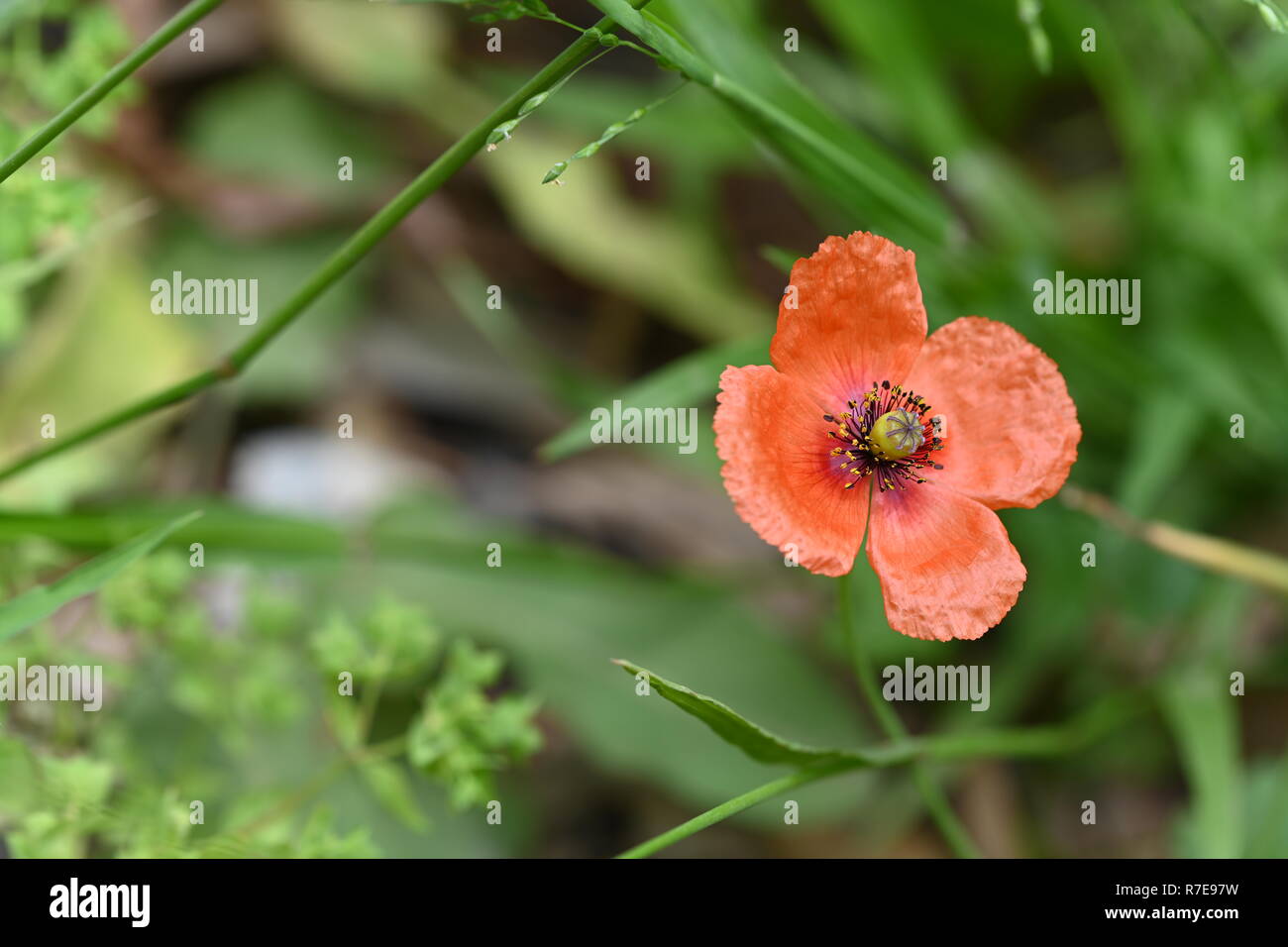 Red Poppy Macro Stock Photo - Alamy