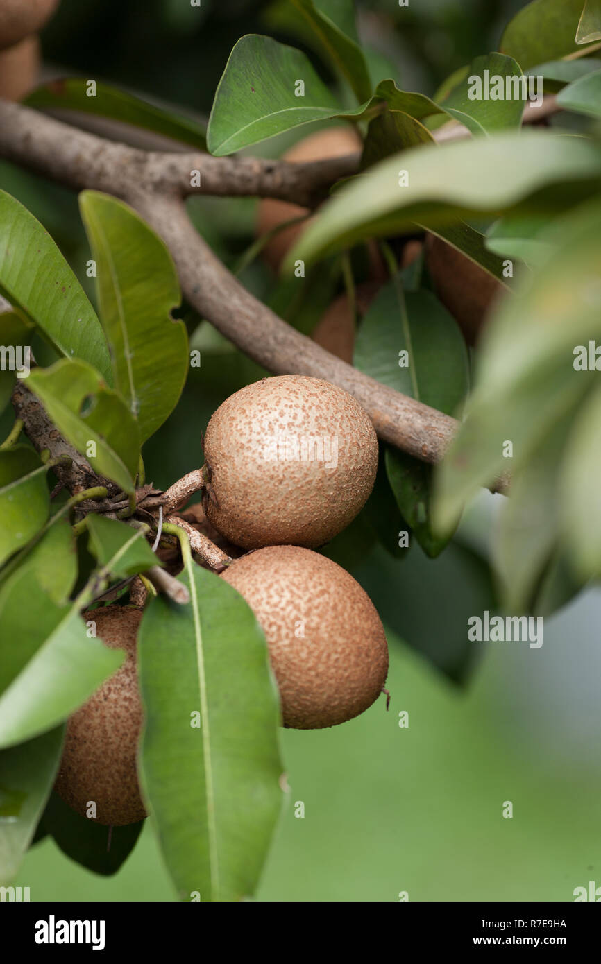 Chikoo hi-res stock photography and images - Alamy