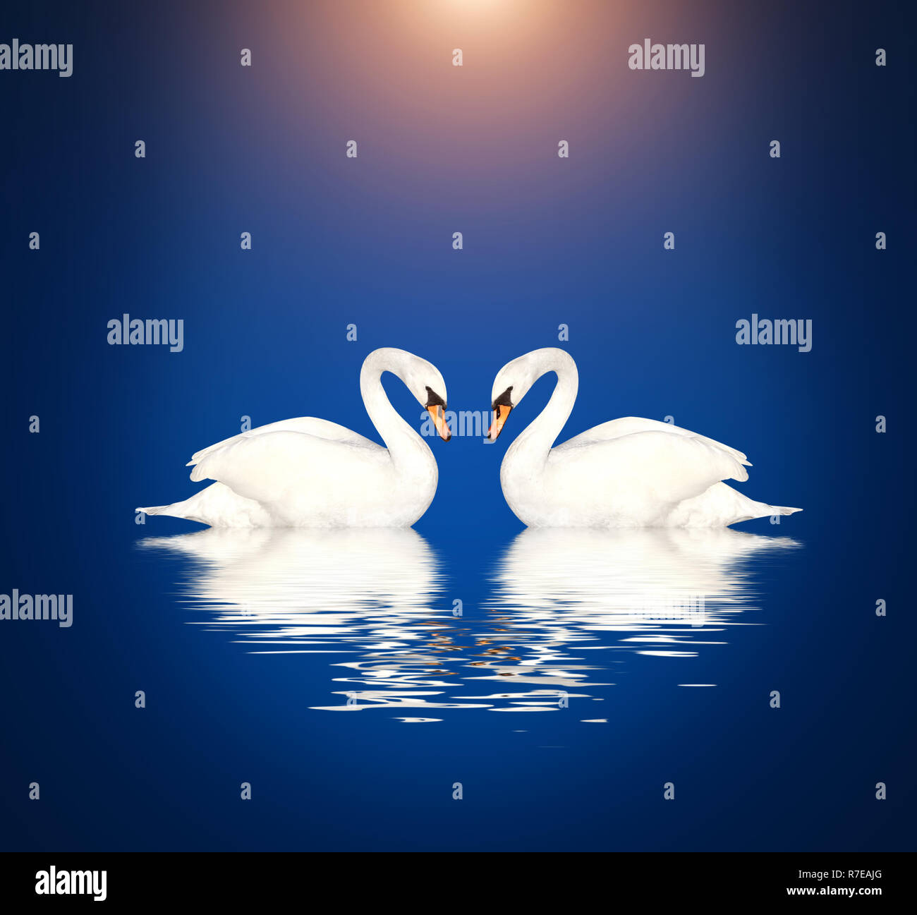 Two white swans on sunny blue background Stock Photo - Alamy