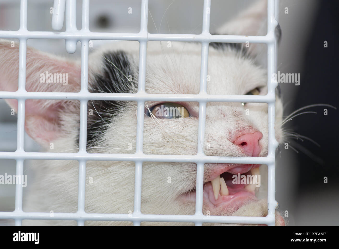 Aggressive cat sedated with ketamine in cage Stock Photo - Alamy