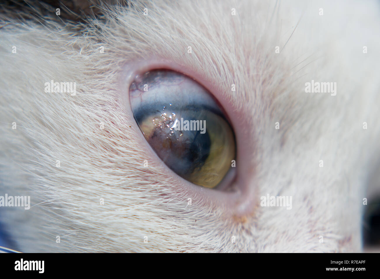 Adult cat with corneal ulcer Stock Photo - Alamy