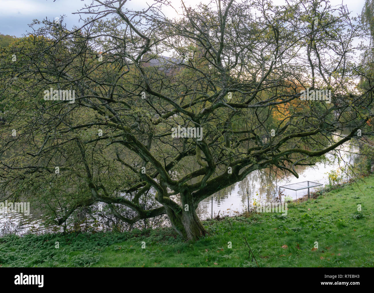 Tree next to lake with beautiful curvy branches and less leaves ...