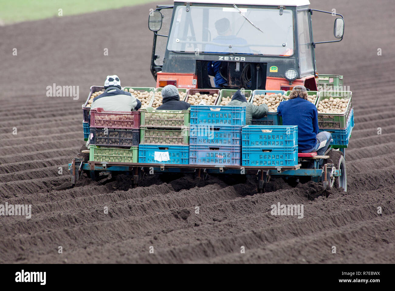 A tractor is planting potatoes in rows in a field Czech Republic farmer ...