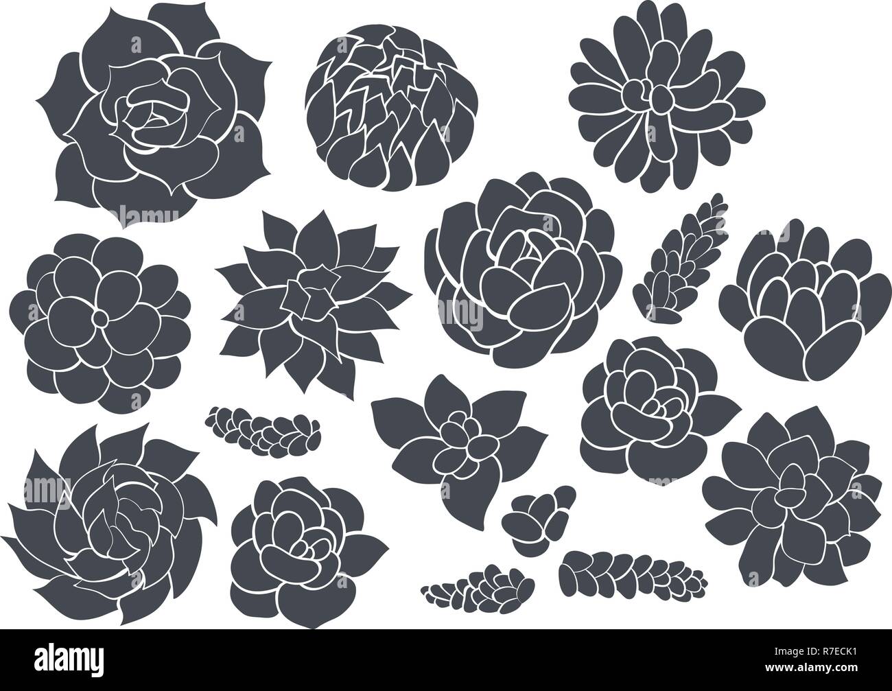 Collection on hand drawn succulents - vector drawing with ink and ...