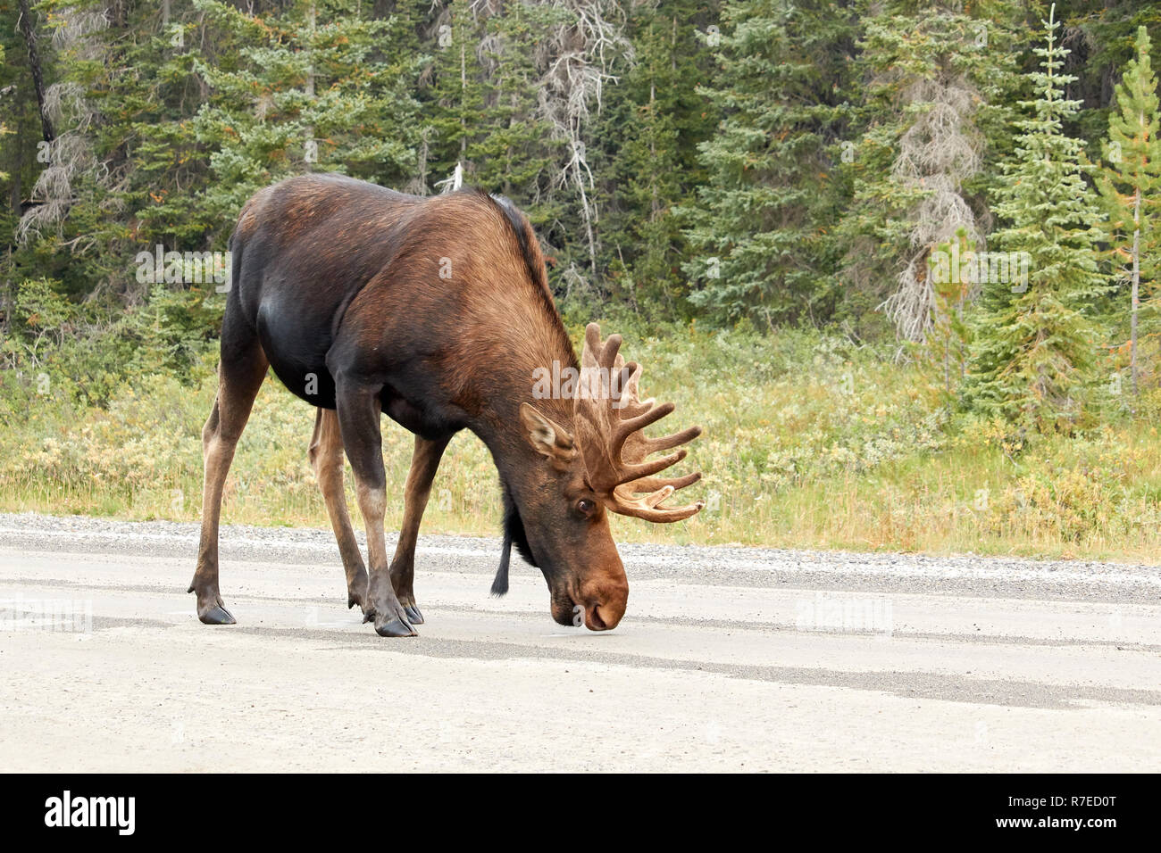 Canada moose travel animal antlers hi-res stock photography and images ...