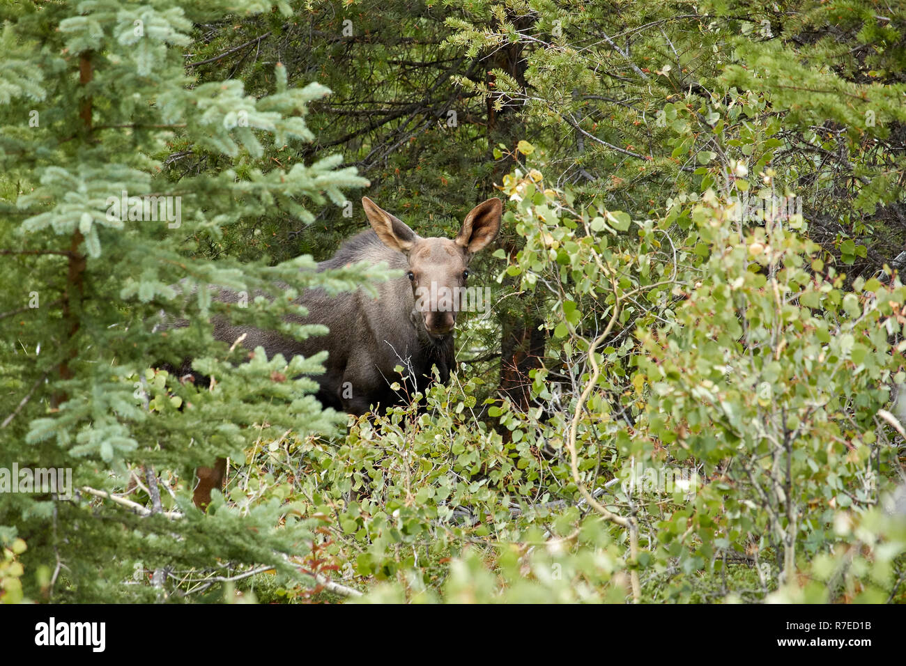 Moose country hi-res stock photography and images - Alamy