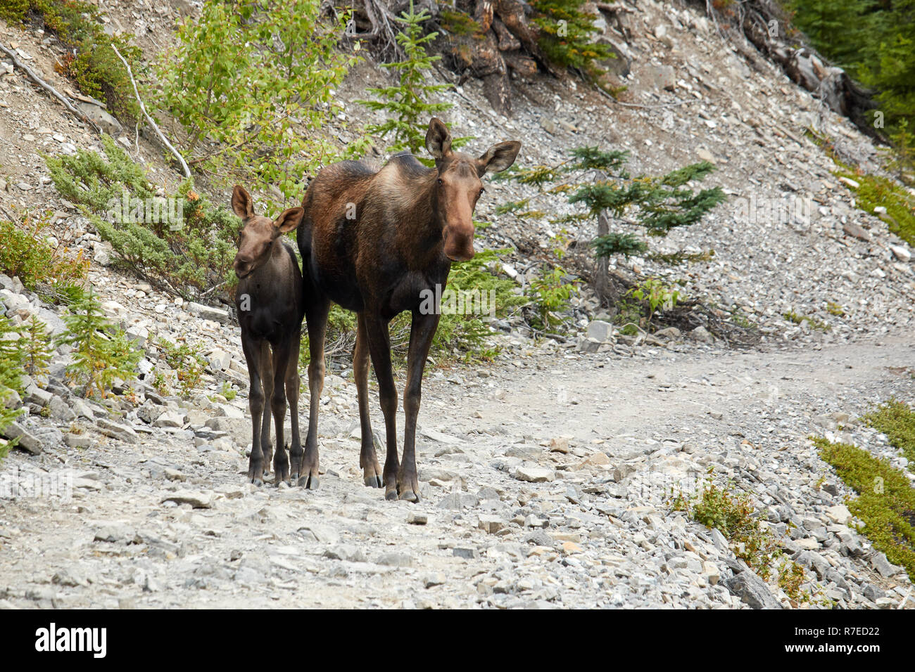 Female moose with calf in Kananaskis Country, Canada Stock Photo - Alamy