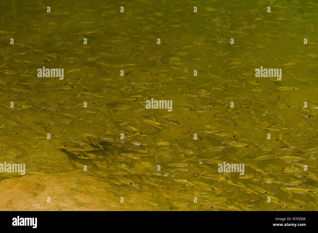 Labugama hi-res stock photography and images - Alamy