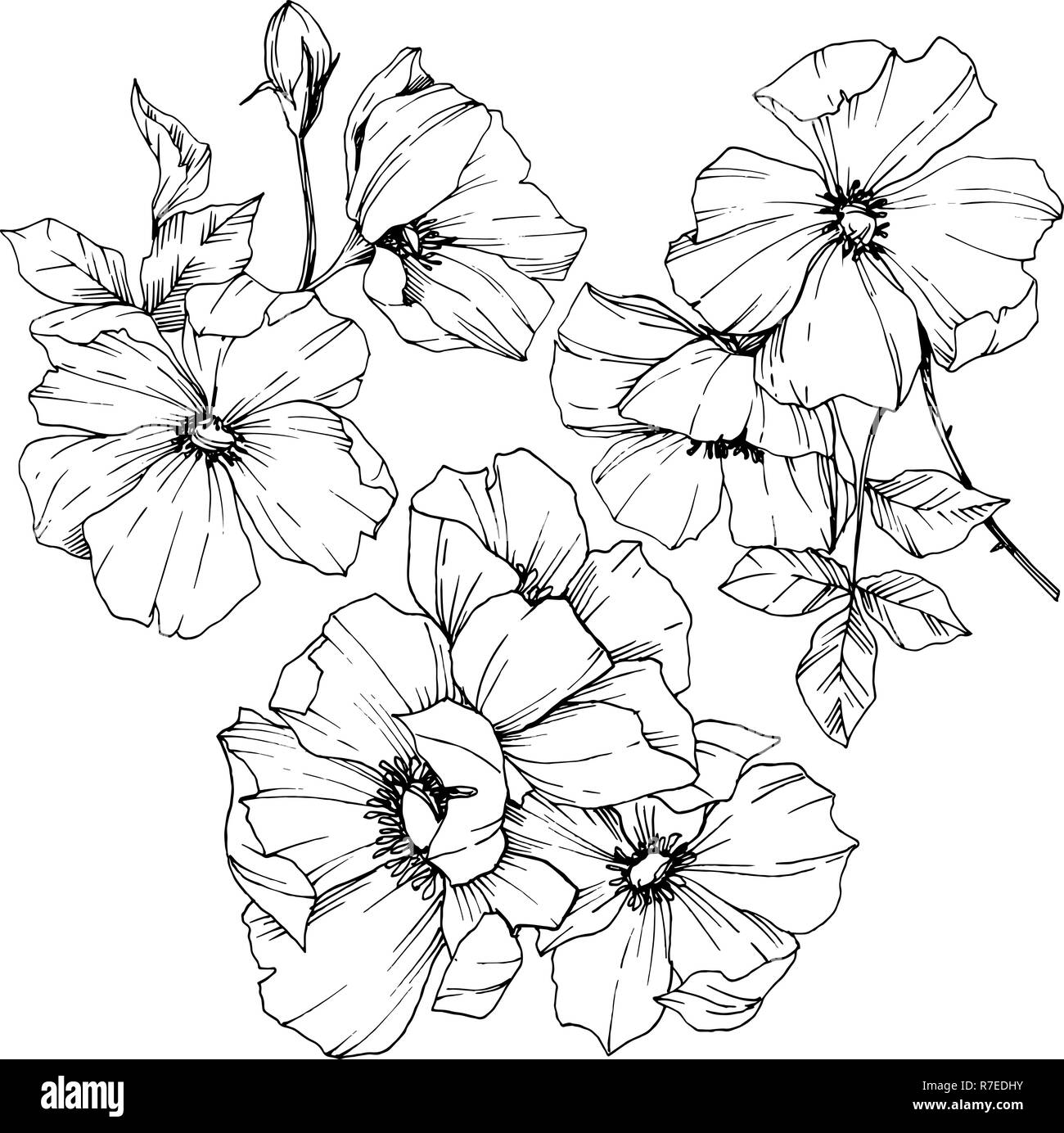 Vector Rosa canina flower. Black and white engraved ink art. Isolated ...