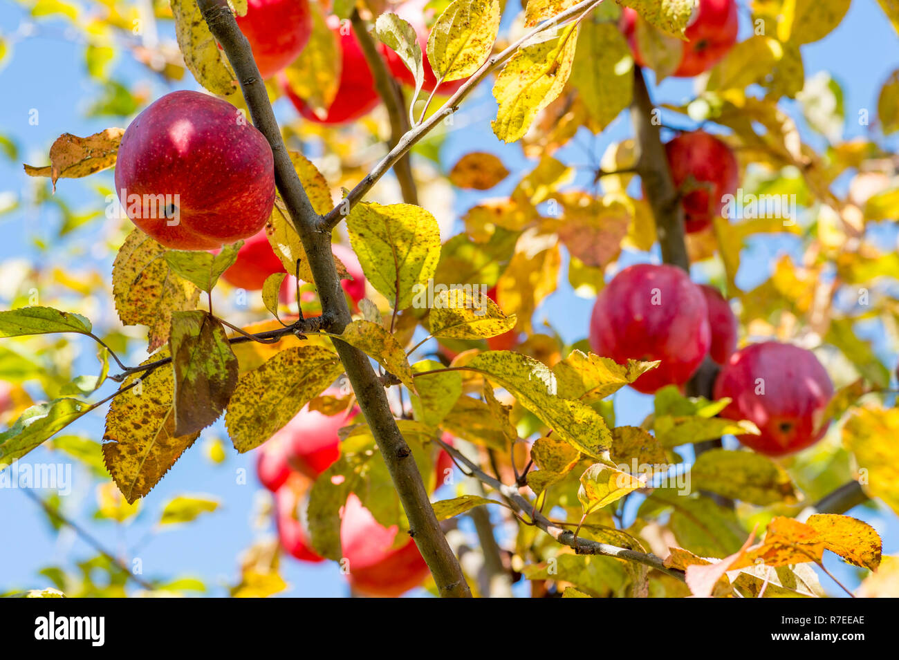 Red apples close-up hanging on the branches of Apple trees in the ...