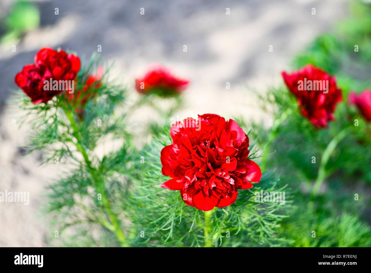 Red peony flowers grown on a narrow-leaved garden flower bed. Latin ...
