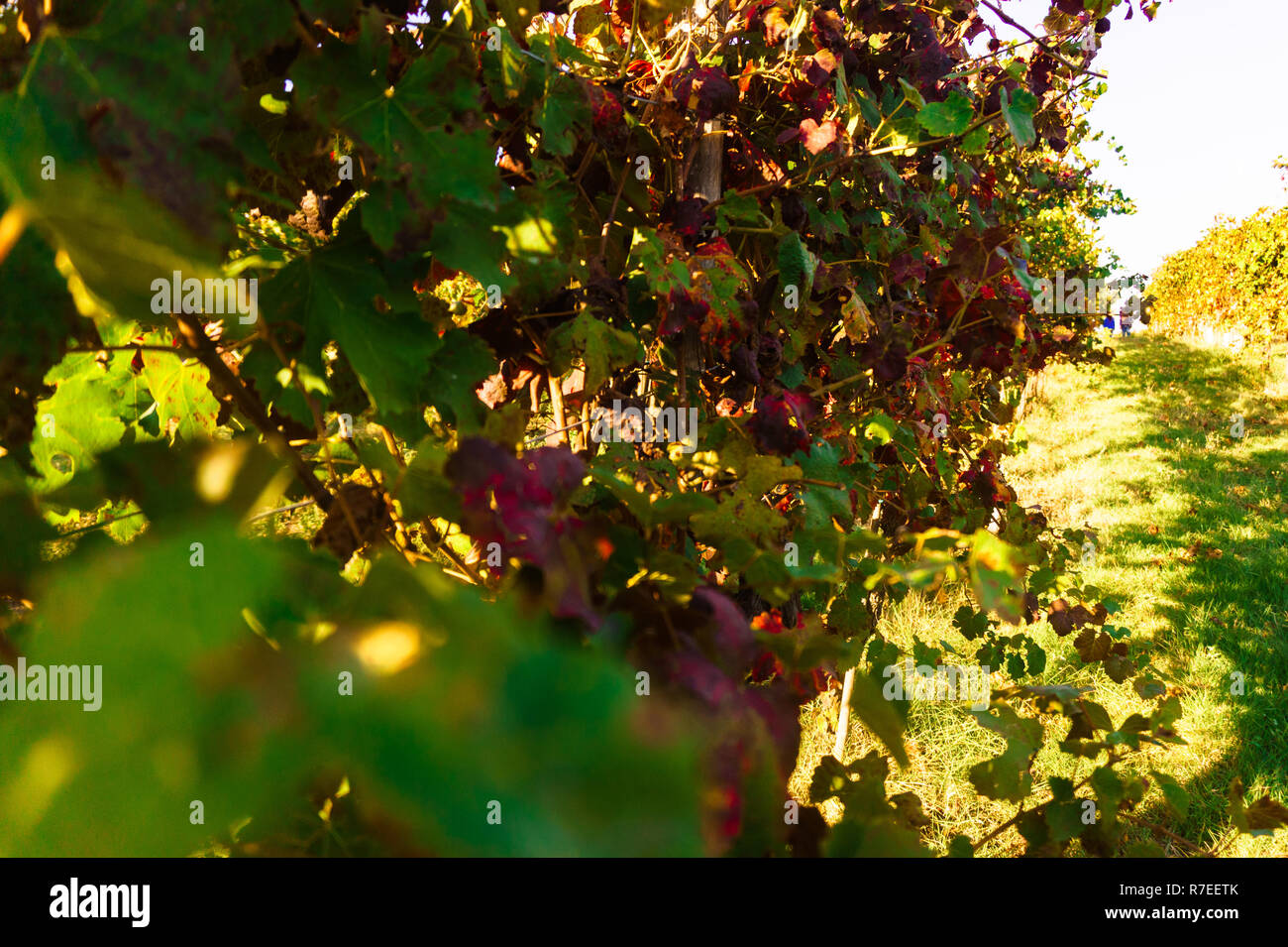 Modena hills hi-res stock photography and images - Alamy
