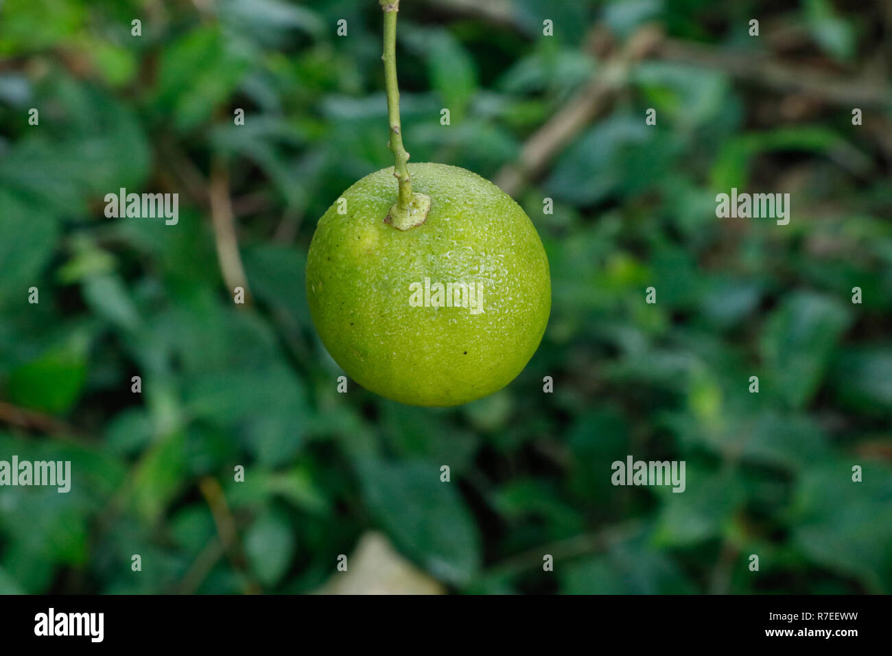 Single green lemon hanging, with blury background Stock Photo - Alamy