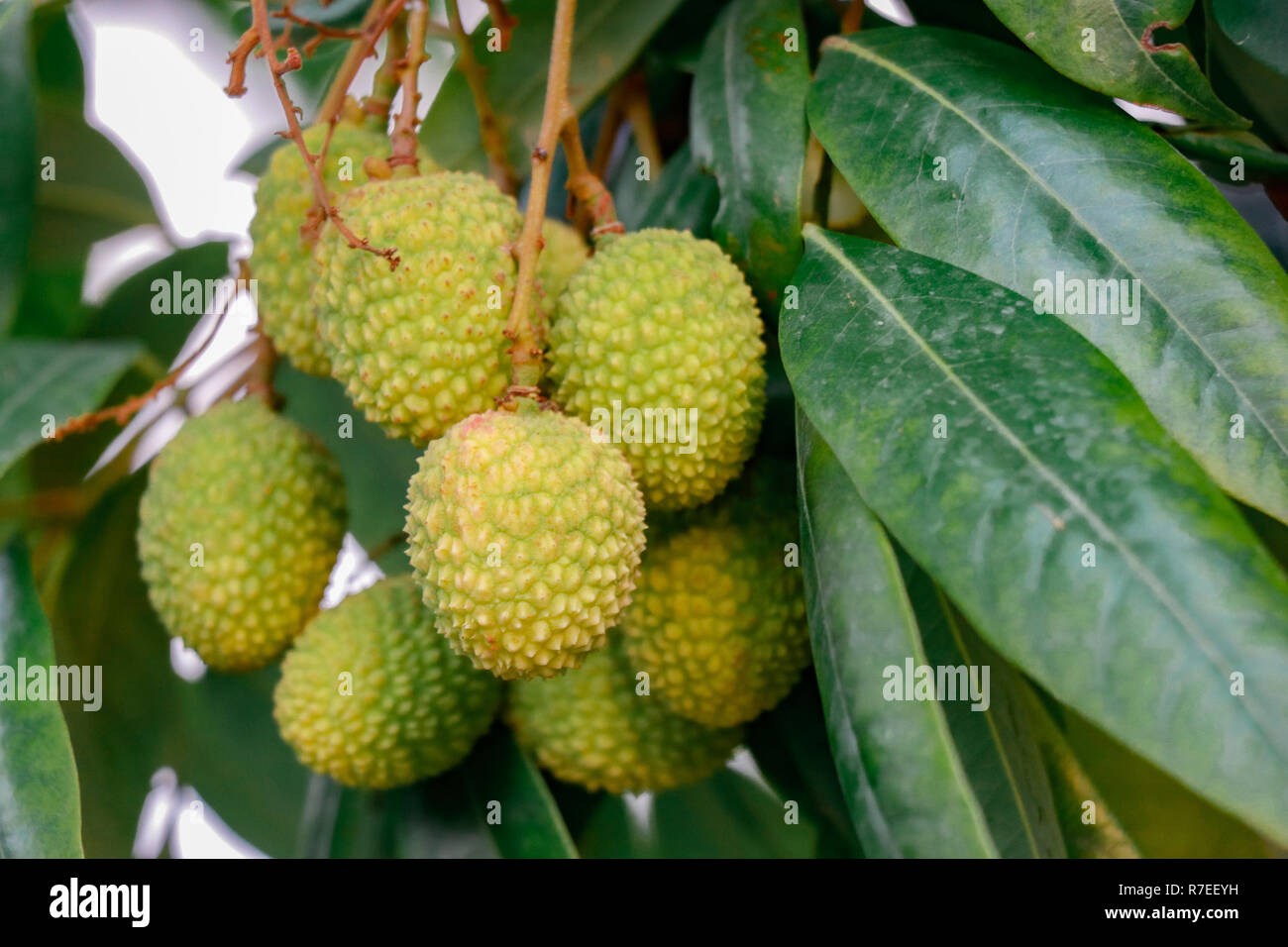 Lychee tree hi-res stock photography and images - Alamy