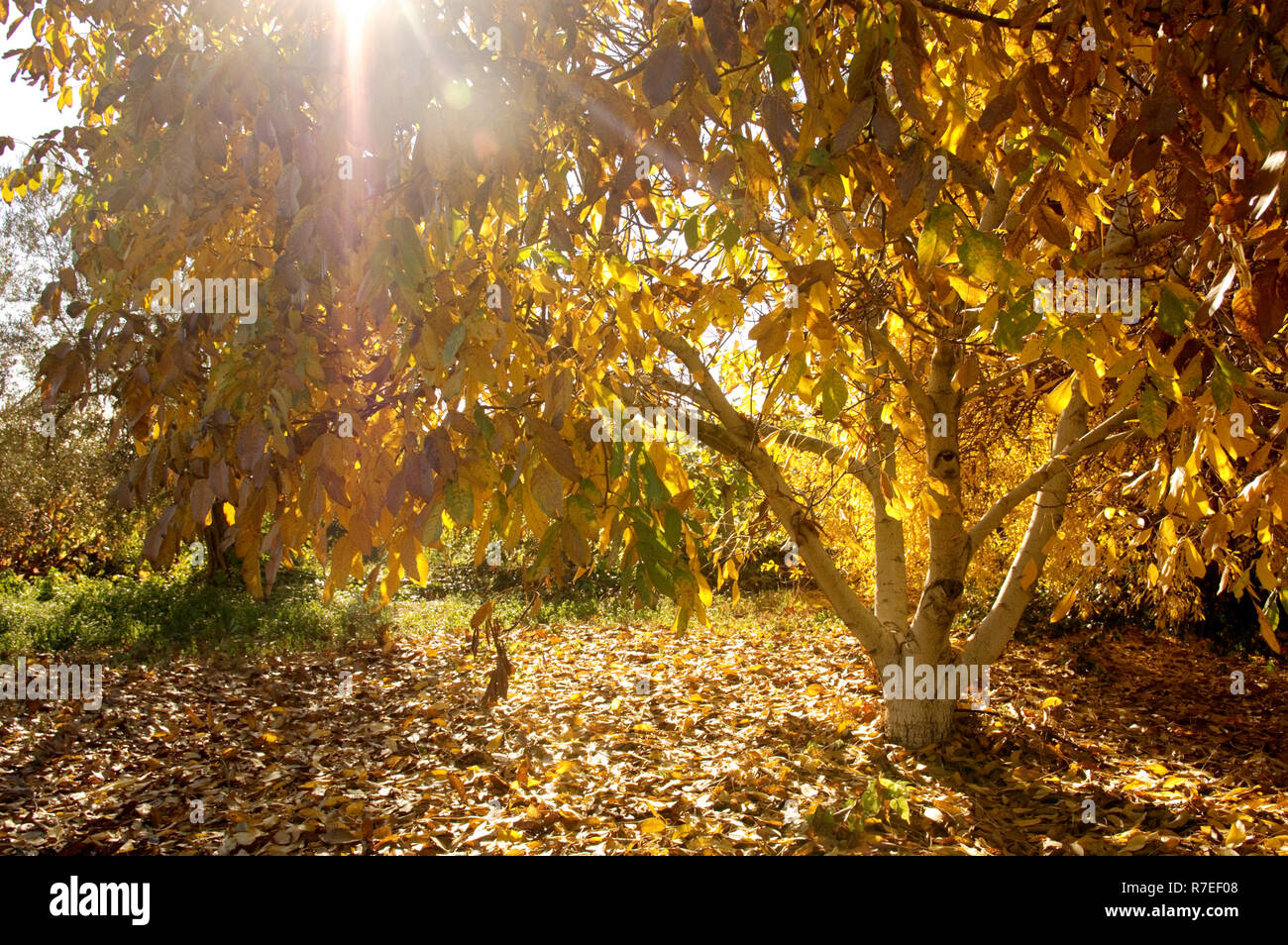 Walnut tree farm park hi-res stock photography and images - Alamy