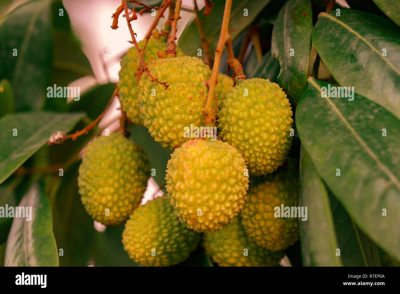 A bunch of Lychee handing betwween leaves of Lychee tree Stock Photo ...