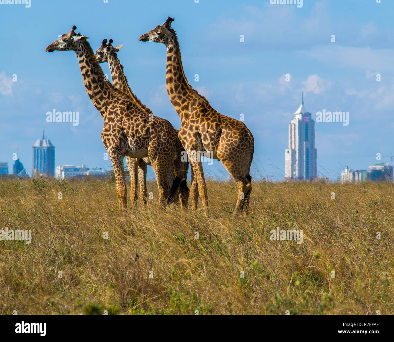 Nairobi skyline giraffe hi-res stock photography and images - Alamy