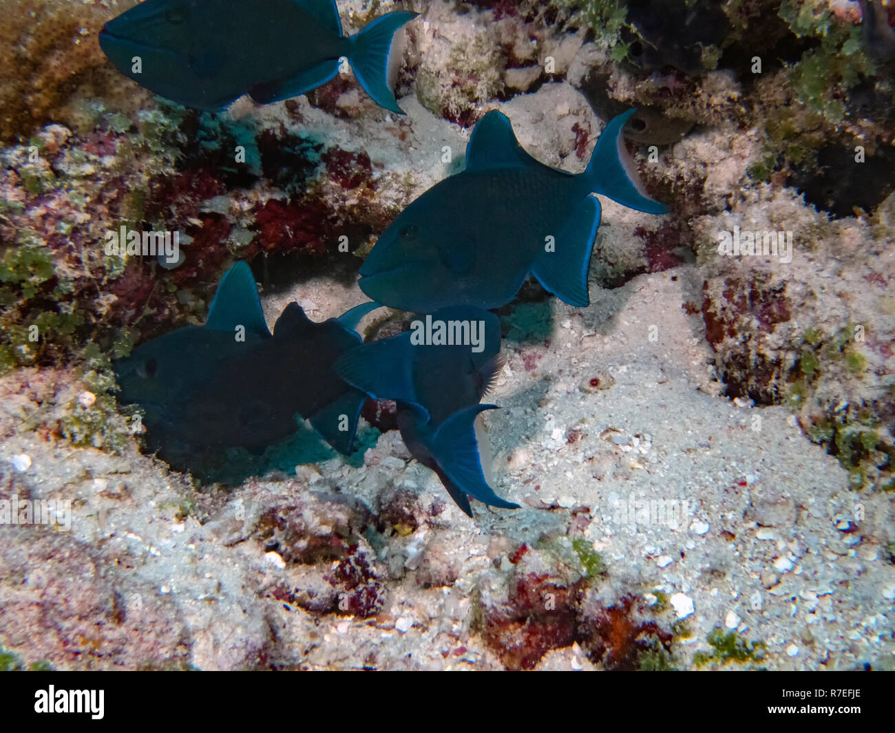 Redtooth trigger fish hi-res stock photography and images - Alamy