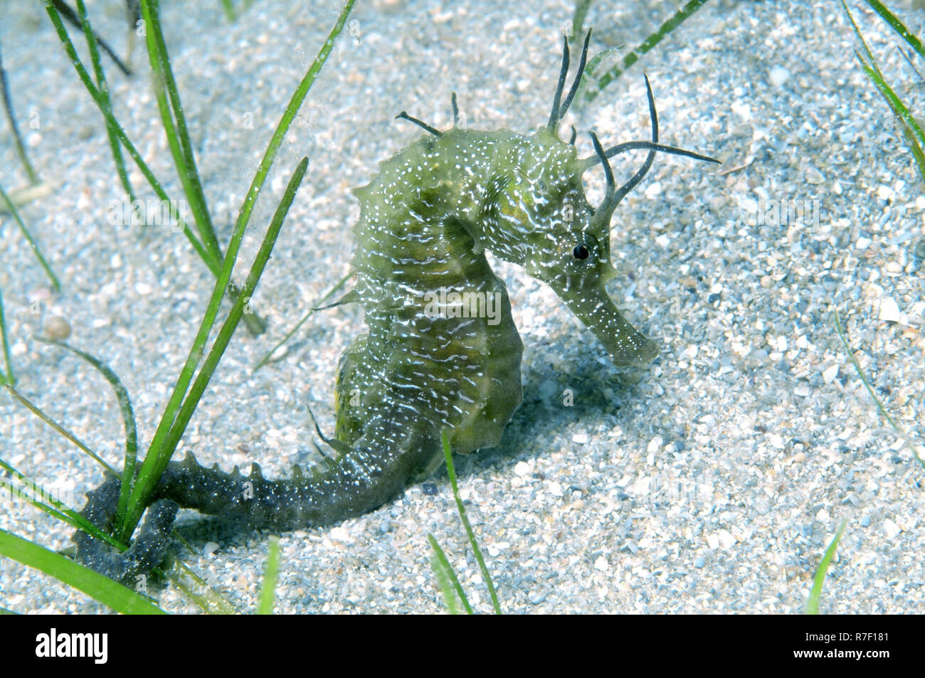 Short-snouted Seahorse (Hippocampus hippocampus), Black Sea, Crimea ...