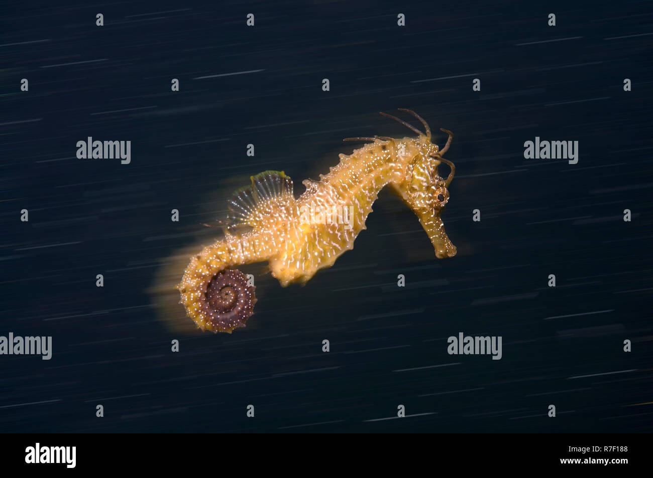 Short-snouted Seahorse (Hippocampus hippocampus) Black Sea, Crimea ...