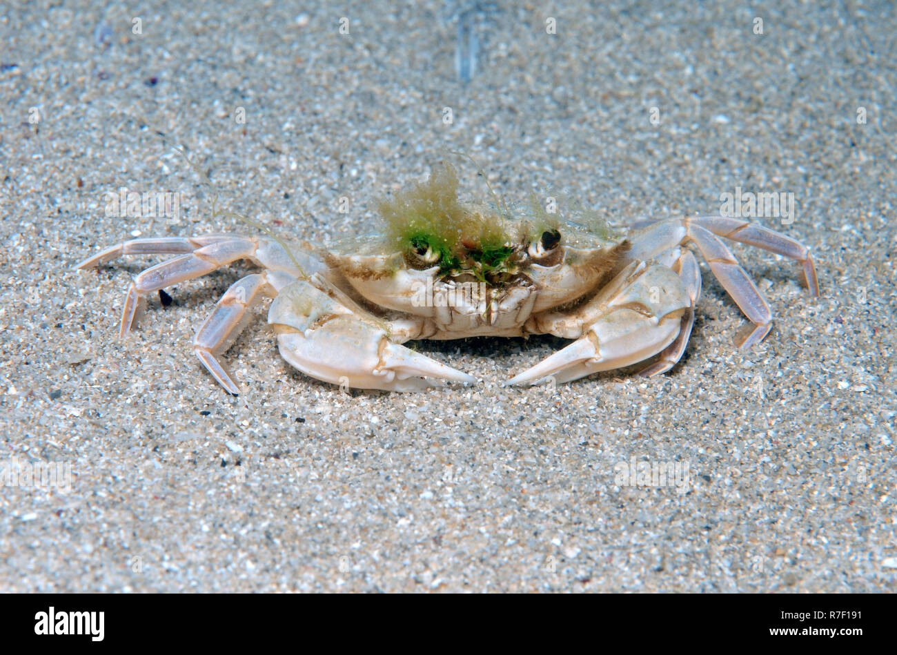 Macropipus hi-res stock photography and images - Alamy