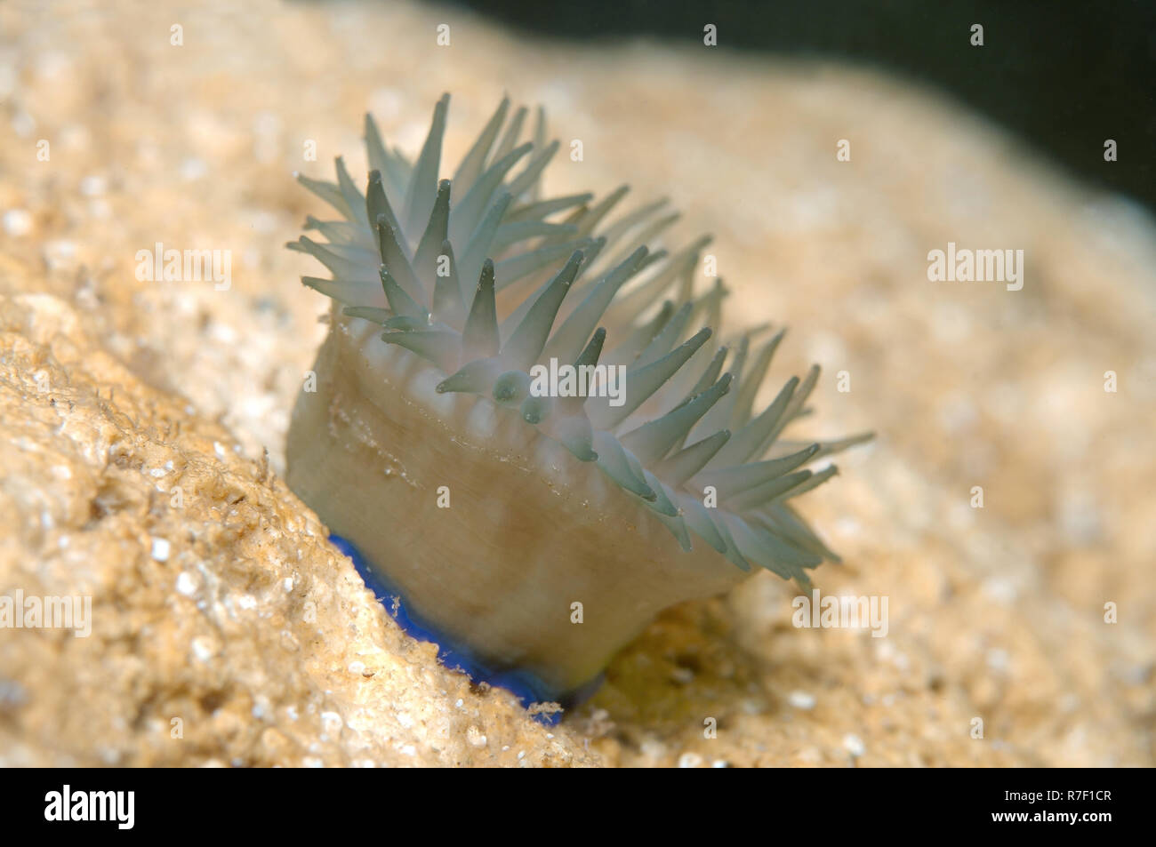 Beadlet Anemone (Actinia equina), Black Sea, Crimea, Russia Stock Photo ...