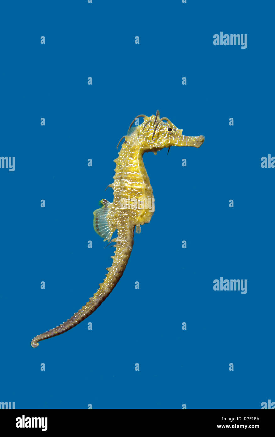 Short-snouted Seahorse (Hippocampus hippocampus), Black Sea, Crimea ...