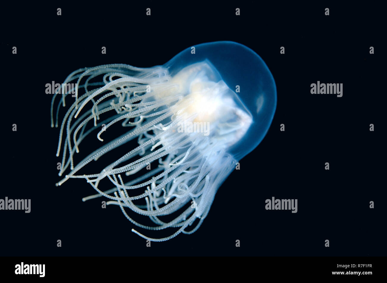 Clinging jellyfish hi-res stock photography and images - Alamy