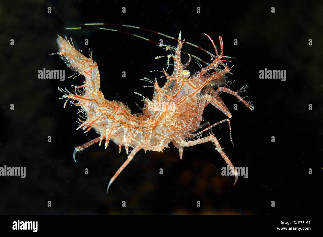 Sharp's Shrimp (Rhynocrangon sharpi), Sea of Japan, Primorsky Krai ...