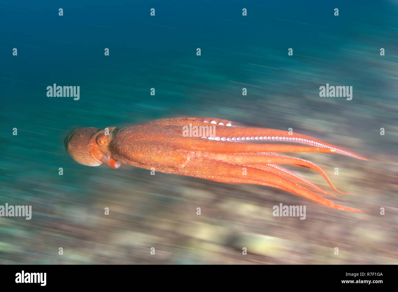 Giant Pacific Octopus, North Pacific Giant Octopus (Enteroctopus ...