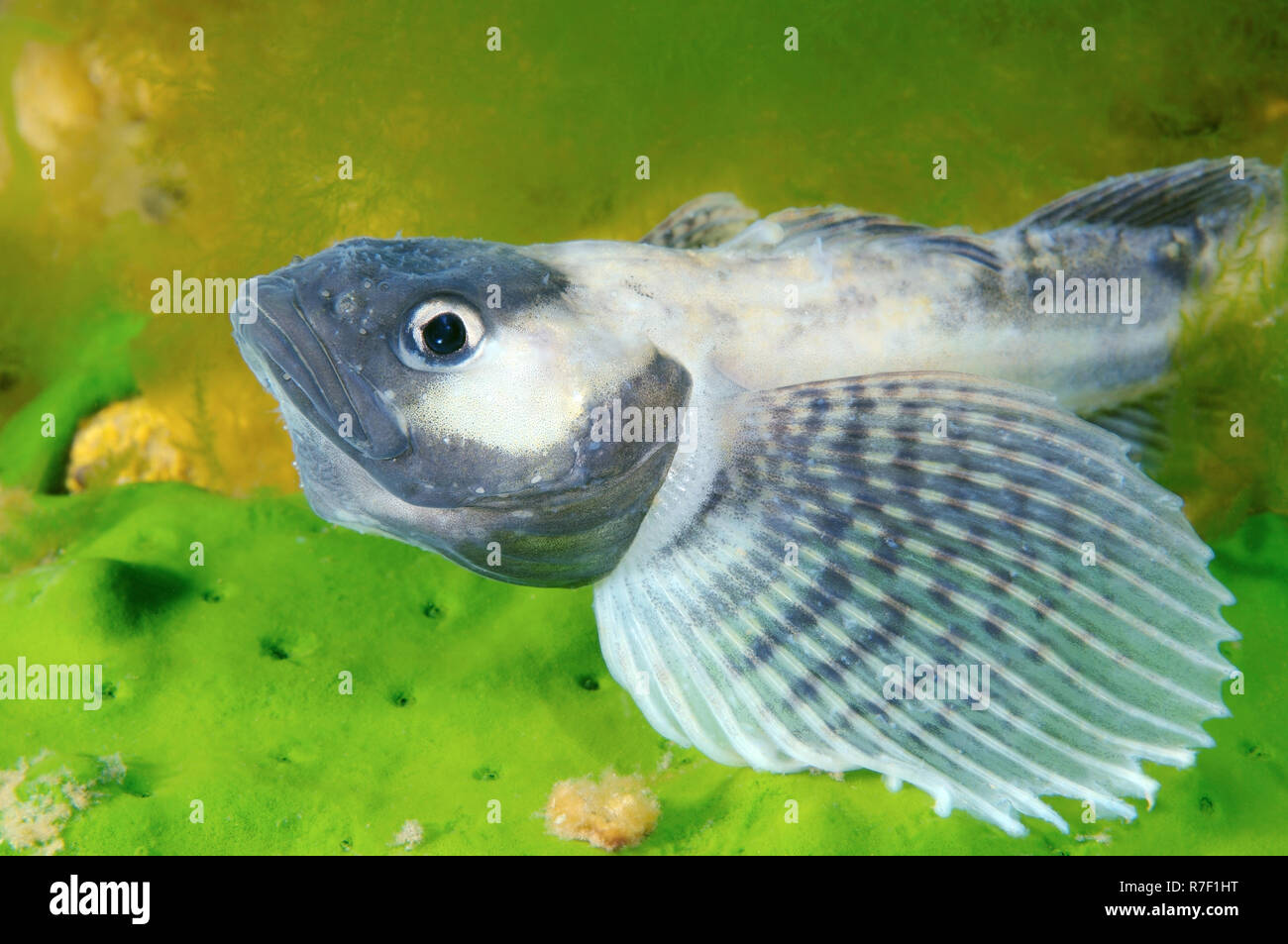 Yellow-fin Baikal Sculpin or Baikal Yellowfin (Cottocomephorus ...