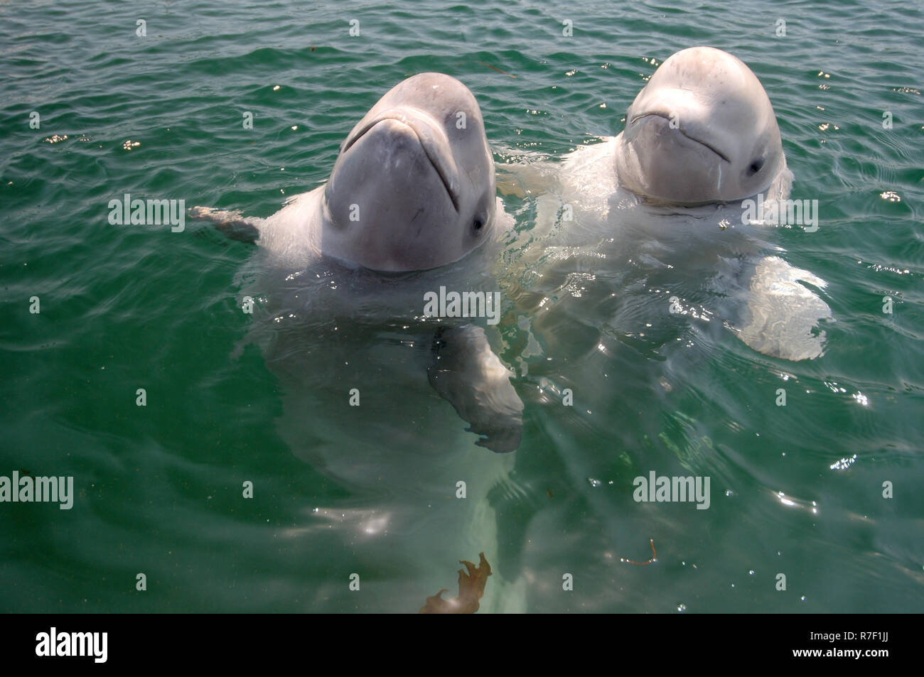 Two young Beluga Whales or White Whales (Delphinapterus leucas), Sea of ...