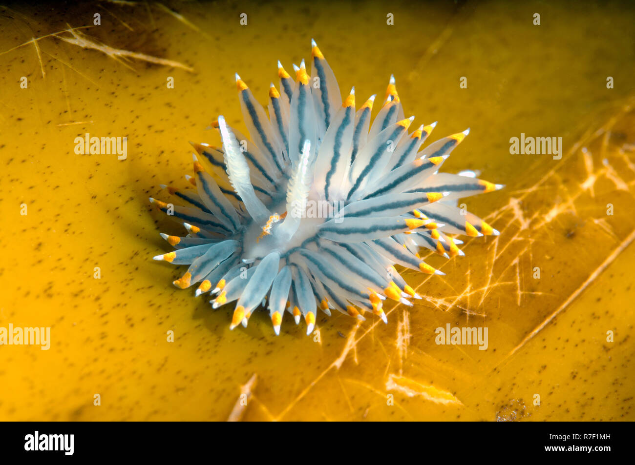 White-and-orange-tipped Nudibranch (Janolus fuscus), Sea of Japan ...