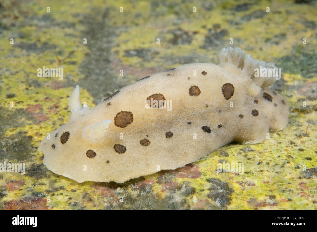 Ringed Doris (Diaulula sandiegensis), Sea of Japan, Primorsky Krai ...