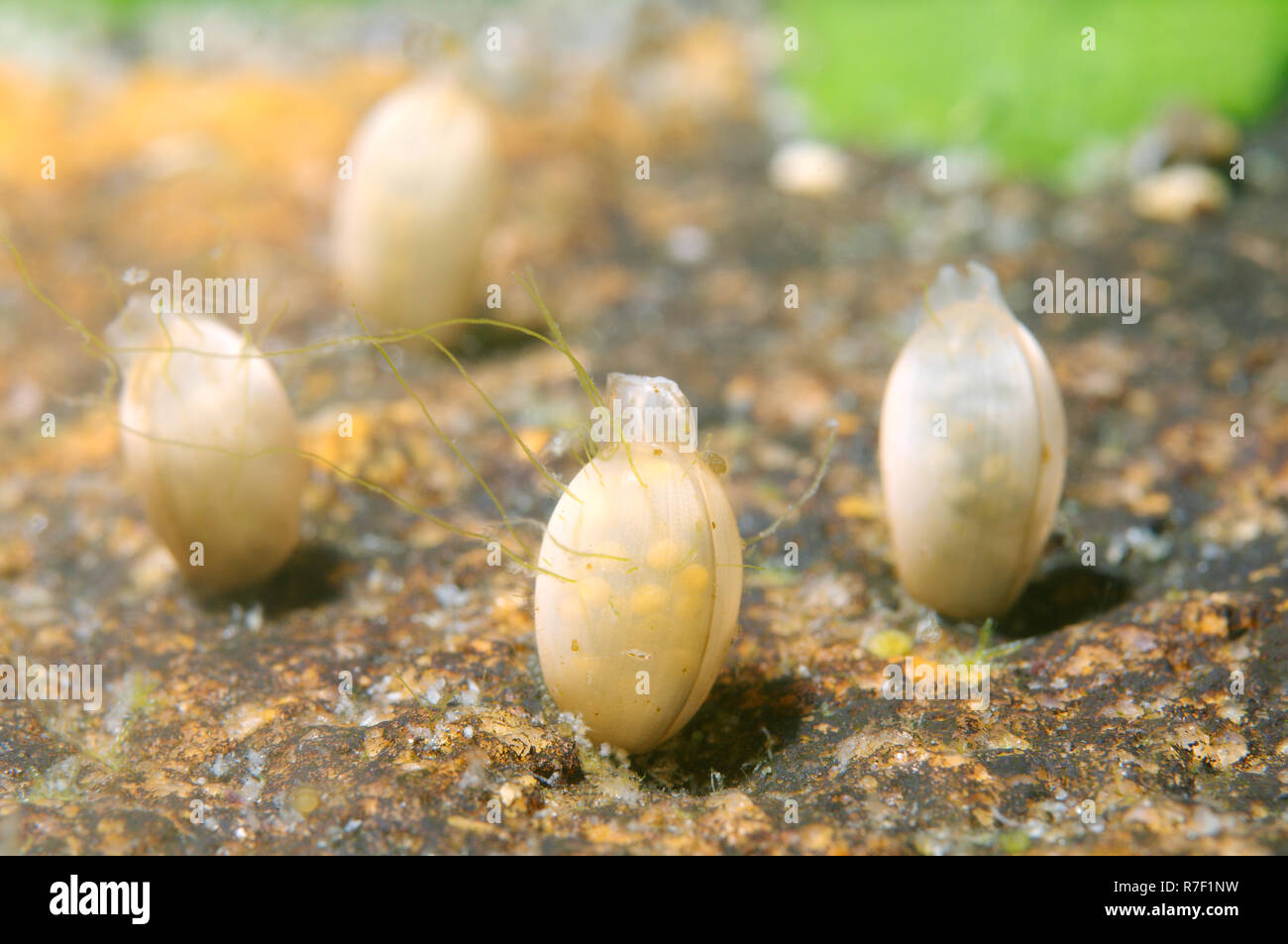 Freshwater slug hi-res stock photography and images - Alamy