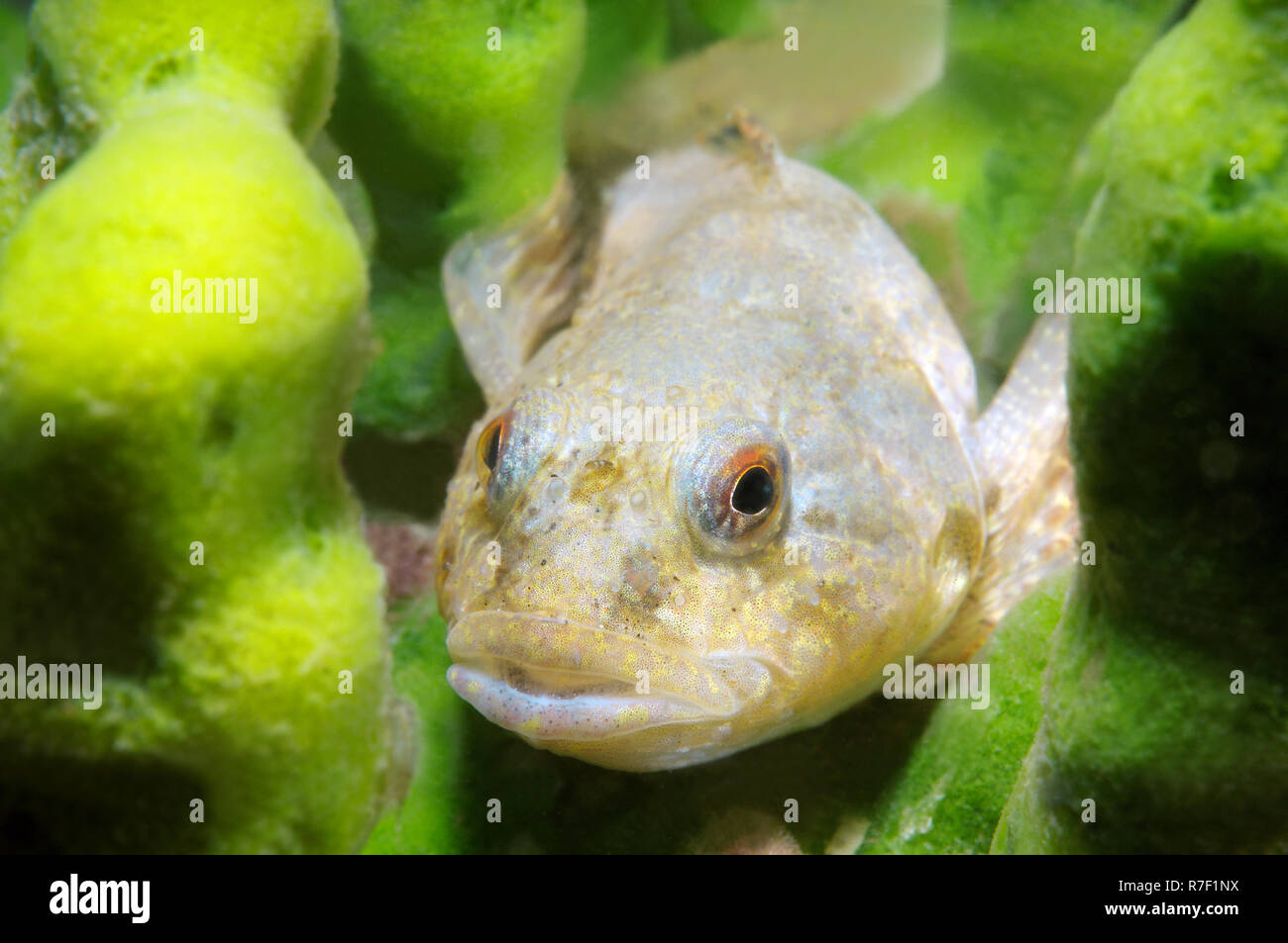 Cottidae hi-res stock photography and images - Alamy