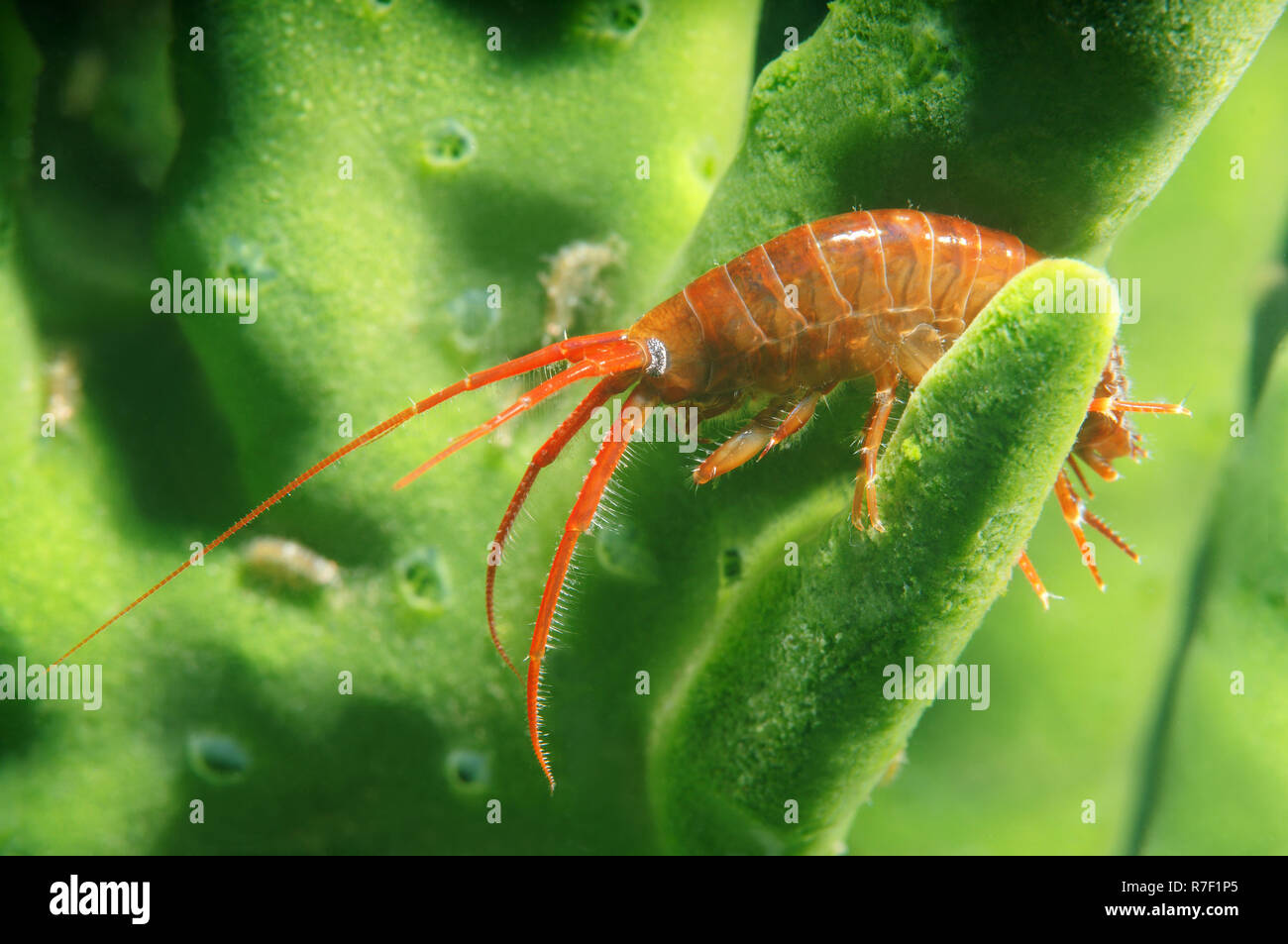 Gammarid hi-res stock photography and images - Alamy