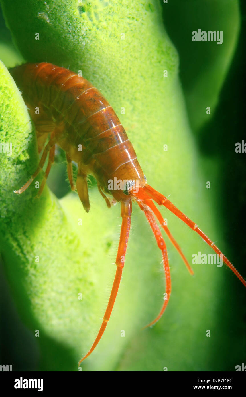 Gammarid (Eulimnogammarus violaceus), Lake Baikal, Siberia, Russia ...
