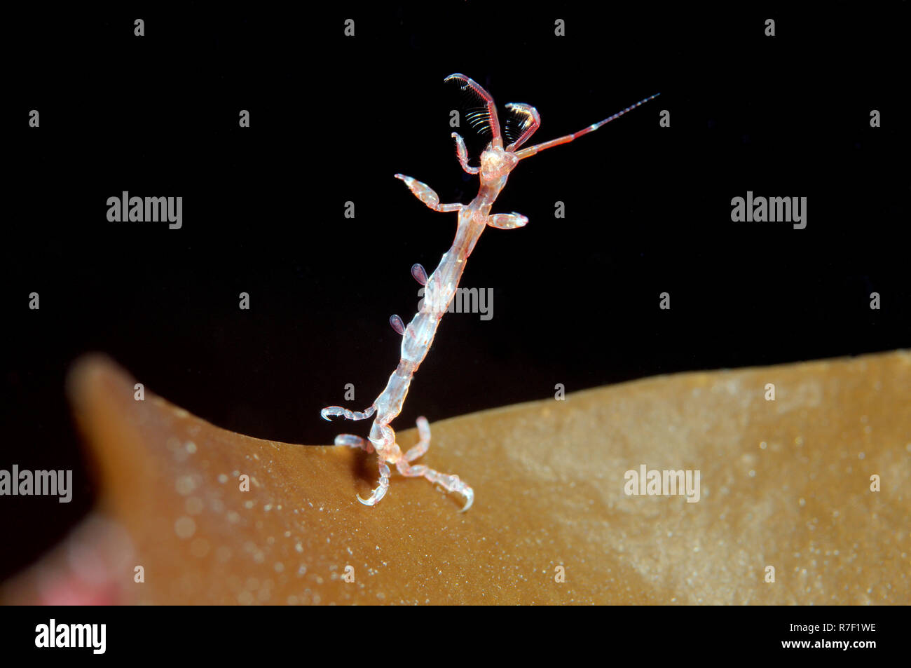 Skeleton Shrimp or Ghost Shrimp (Caprella linearis), White Sea, Karelia ...