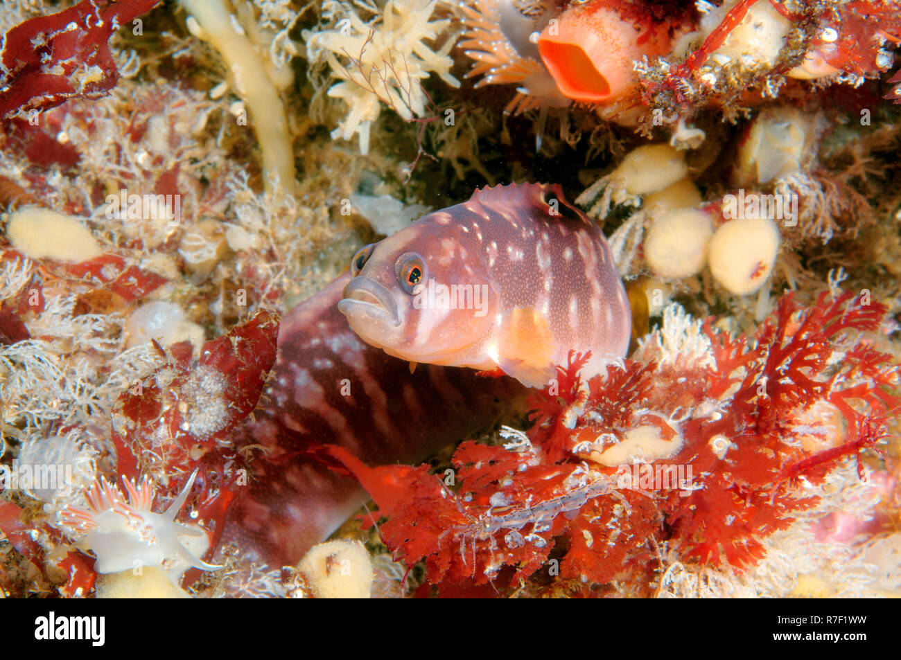 Red gunnel hi-res stock photography and images - Alamy