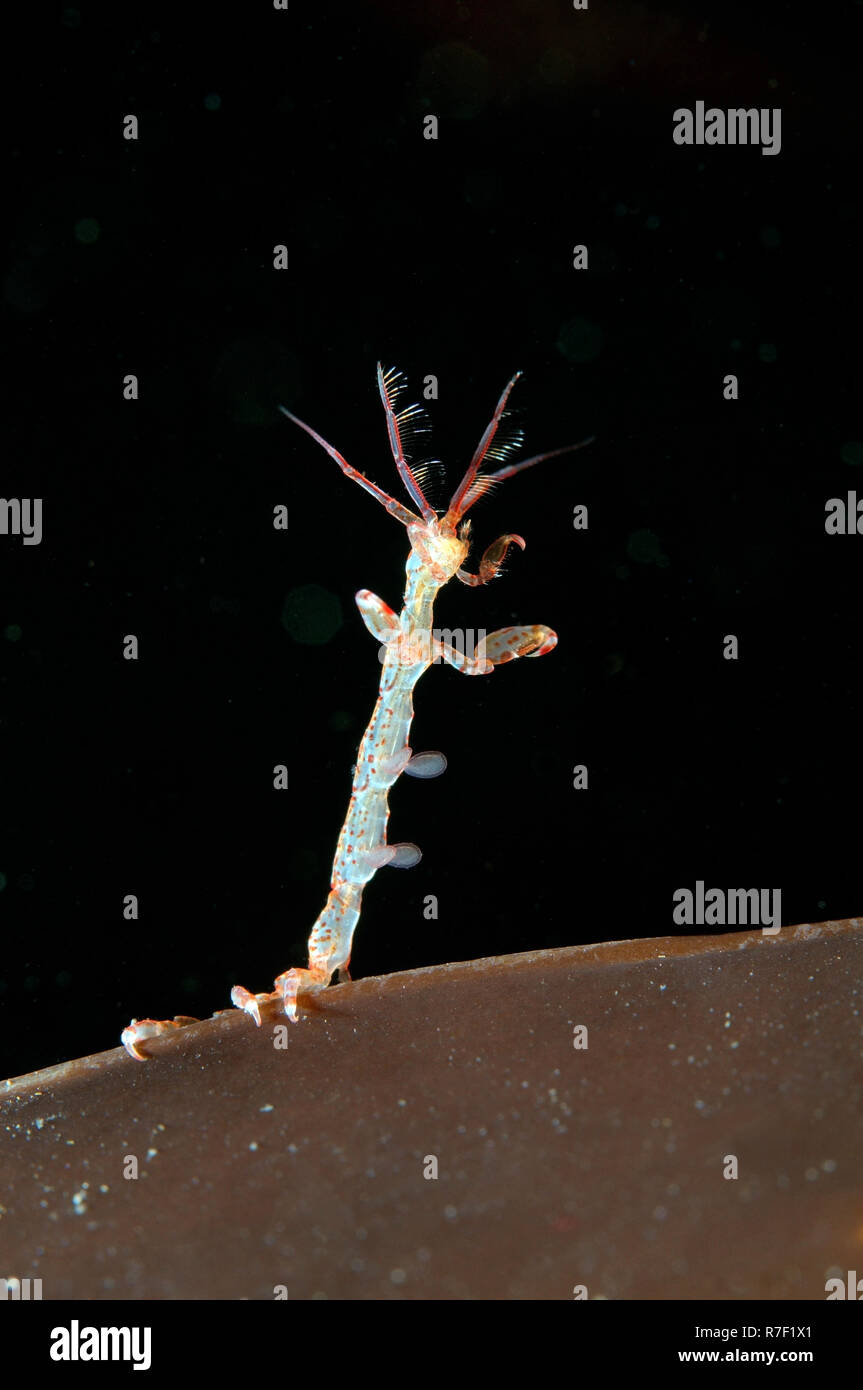 Ghost Shrimp (Caprella linearis), White Sea, Karelia, Russia Stock ...