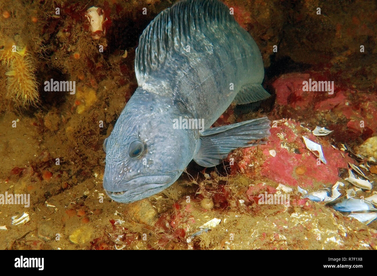 Atlantic Wolffish (Anarhichas lupus), White Sea, Karelia, Russia Stock ...