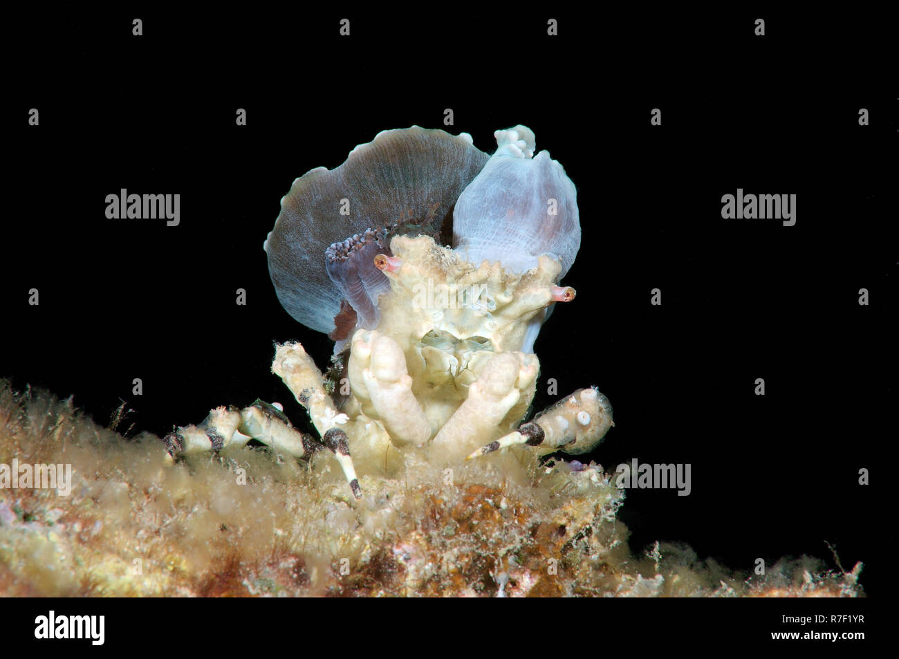 Corallimorph Decorator Crab (Cyclocoeloma tuberculata) with sea ...