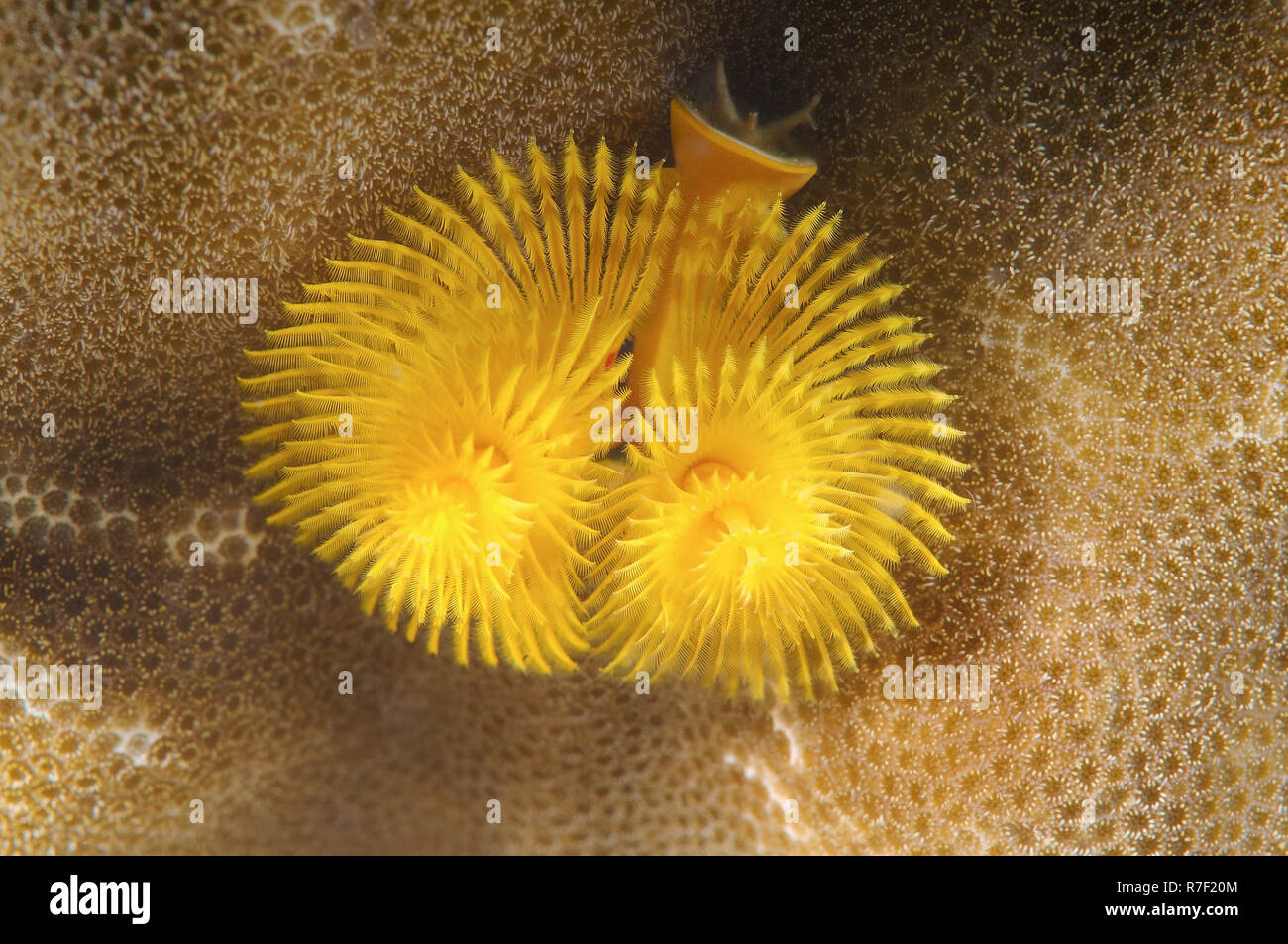 Christmas tree worm (Spirobranchus giganteus), Bohol Sea, Philippines ...