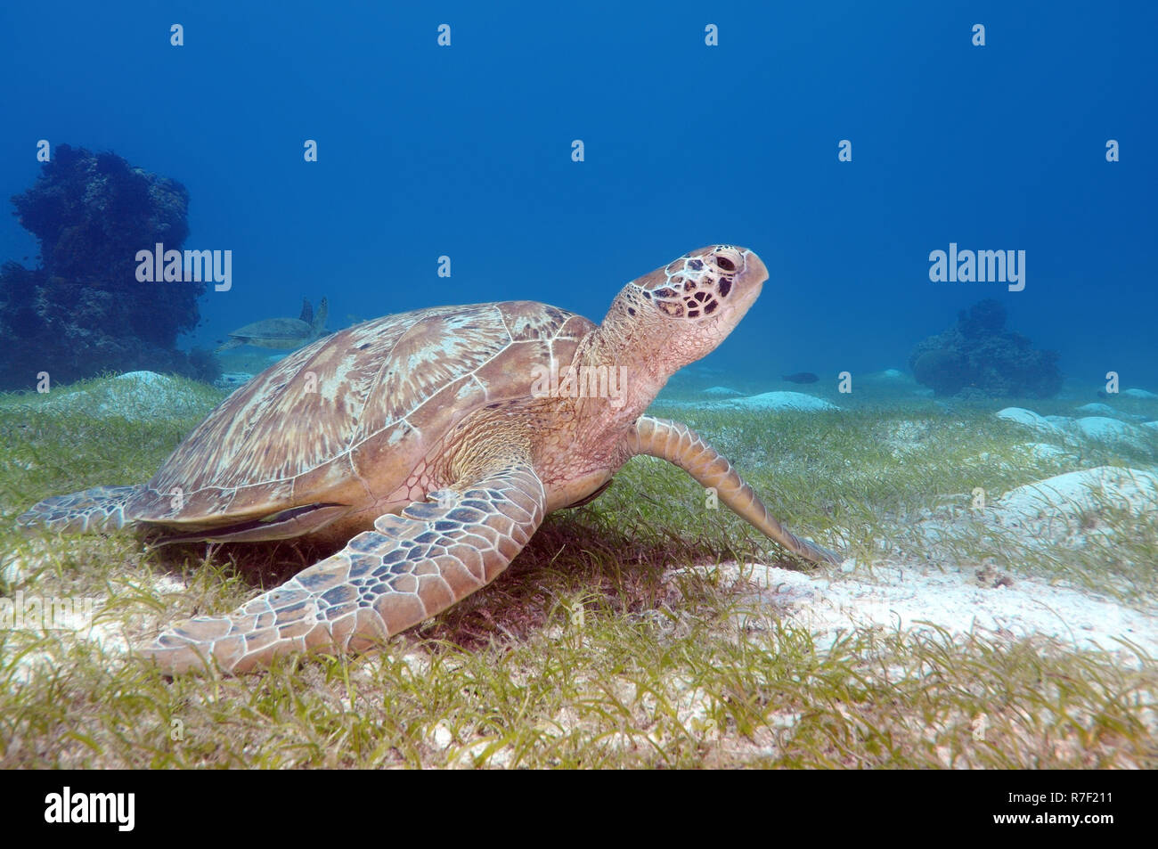 Green sea turtle (Chelonia mydas), Bohol Sea, Philippines Stock Photo ...