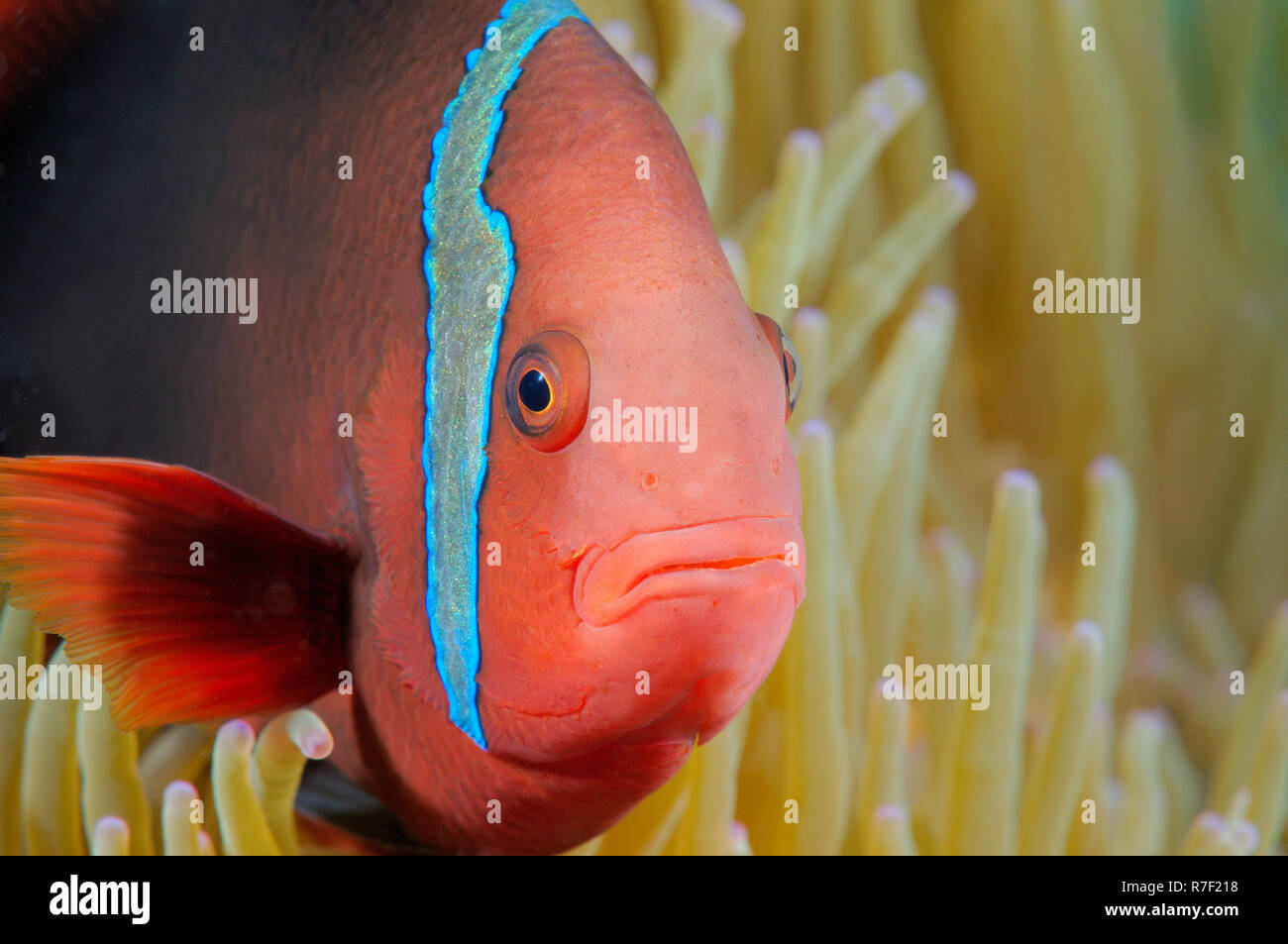 Cinnamon Clownfish or Fire Clownfish (Amphiprion melanopus), Bohol Sea ...