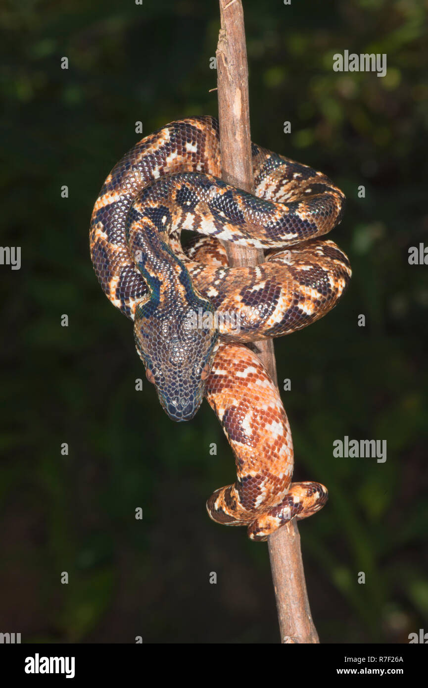 African tree boa hi-res stock photography and images - Alamy