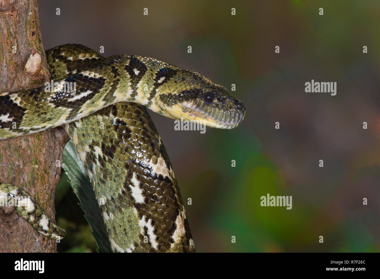 Madagascar Tree Boa (Sanzinia madagascariensis), Madagascar Stock Photo ...