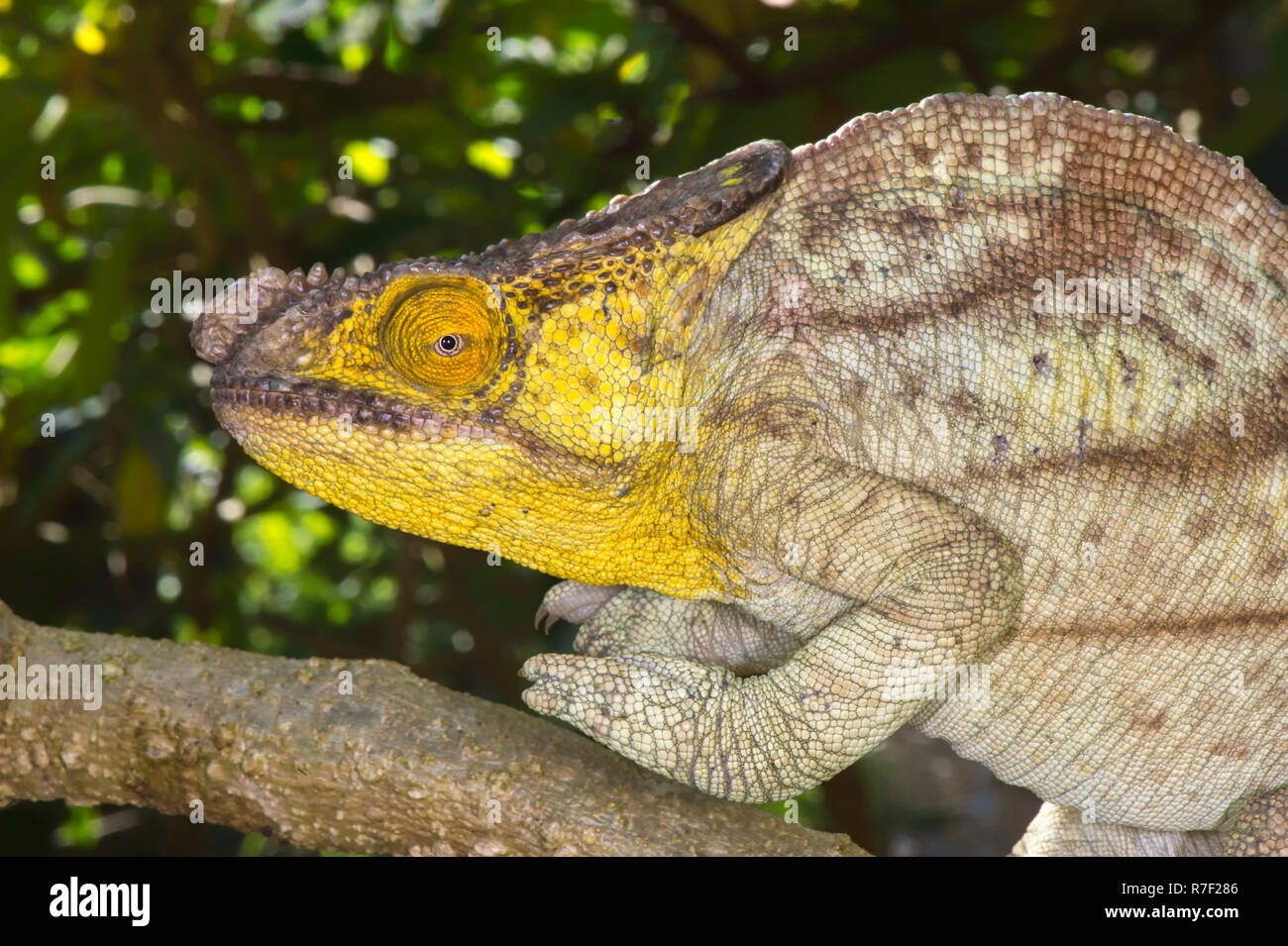 Madagascar endemite hi-res stock photography and images - Alamy